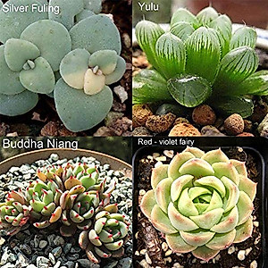 KOqwez33 Seeds Plant for Garden Decoration,300Pcs Mixed Succulent Plant Seeds Ornamental Potted Bonsai Garden Balcony Decor - Mix Succulent Seeds