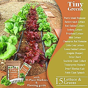 15 Heirloom Lettuce & Leafy Vegetable Seeds | 4000+ Seeds | Non GMO Seeds for Planting | Hydroponic Garden Seeds - Indoors or Outdoor