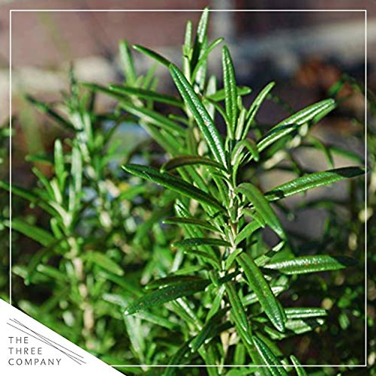 Live Aromatic and Edible Herb - Rosemary (4 Per Pack), Naturally Improves Breathing and Air Quality, 8" Tall by 4" Wide