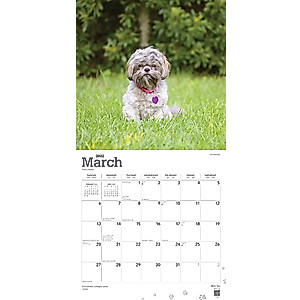 Shih Tzu 2022 12 x 12 Inch Monthly Square Wall Calendar with Foil Stamped Cover, Animals Small Dog Breeds DogDays