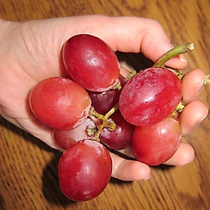 CHUXAY GARDEN Giant Red Globe Grape Seed 10 Seeds Sweet Fruit Non-GMO Organic Great Gardening Gifts