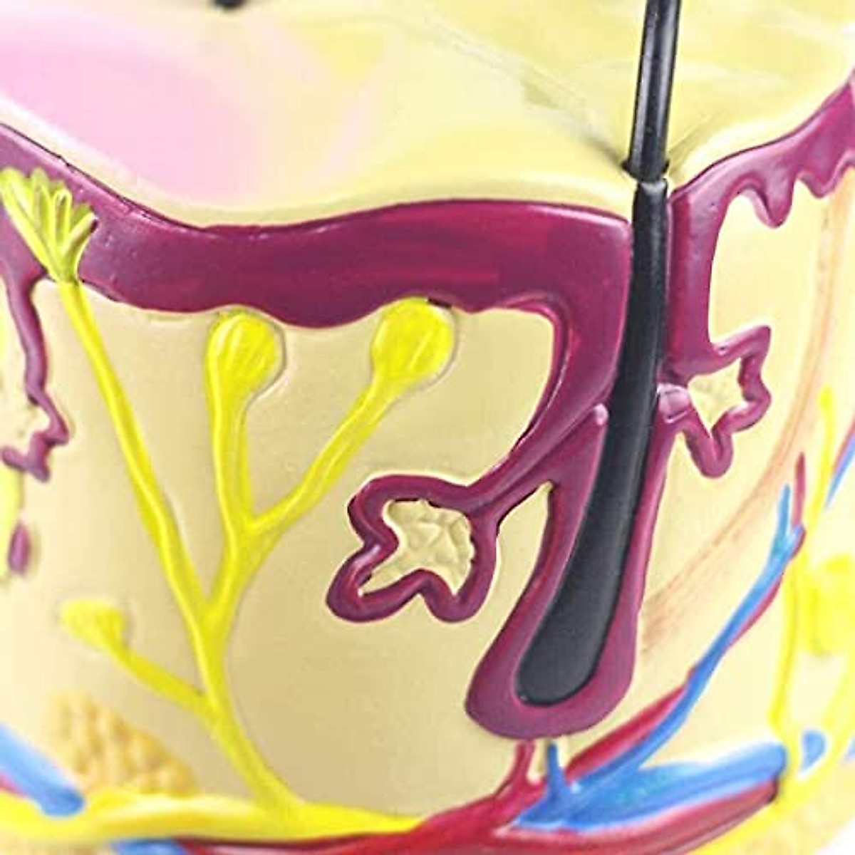DABAUR Organ Model Skin Hair Follicle Hair Acne Pustule Blackhead Anatomical Model for Study Display Teaching Anatomical Model