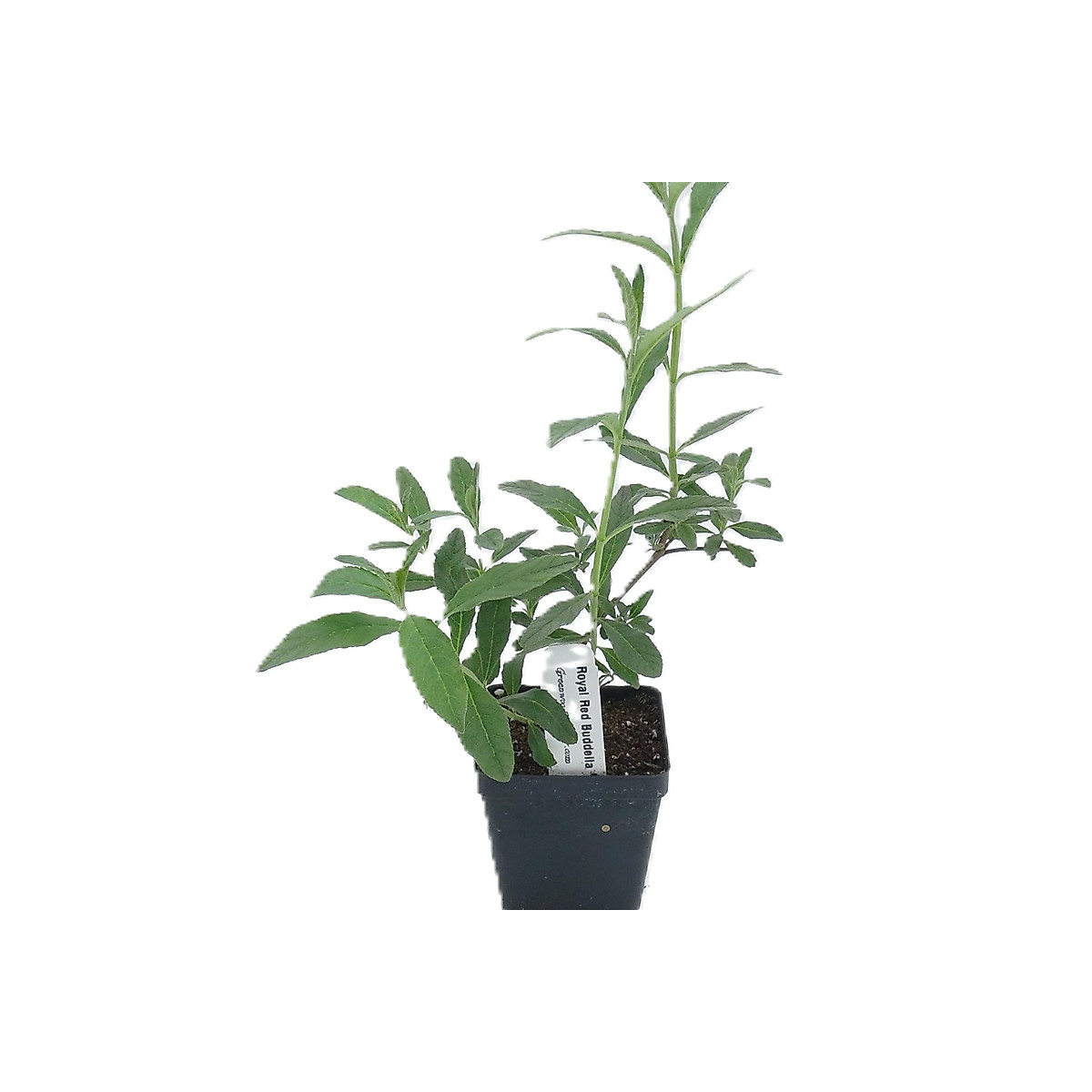 Greenwood Nursery: Live Shrub Plants - Royal Red Butterfly Bush + Buddleja/Buddleia Davidii - [Qty: 2X Pint Pots] - (Click for Other Available Plants/Quantities)