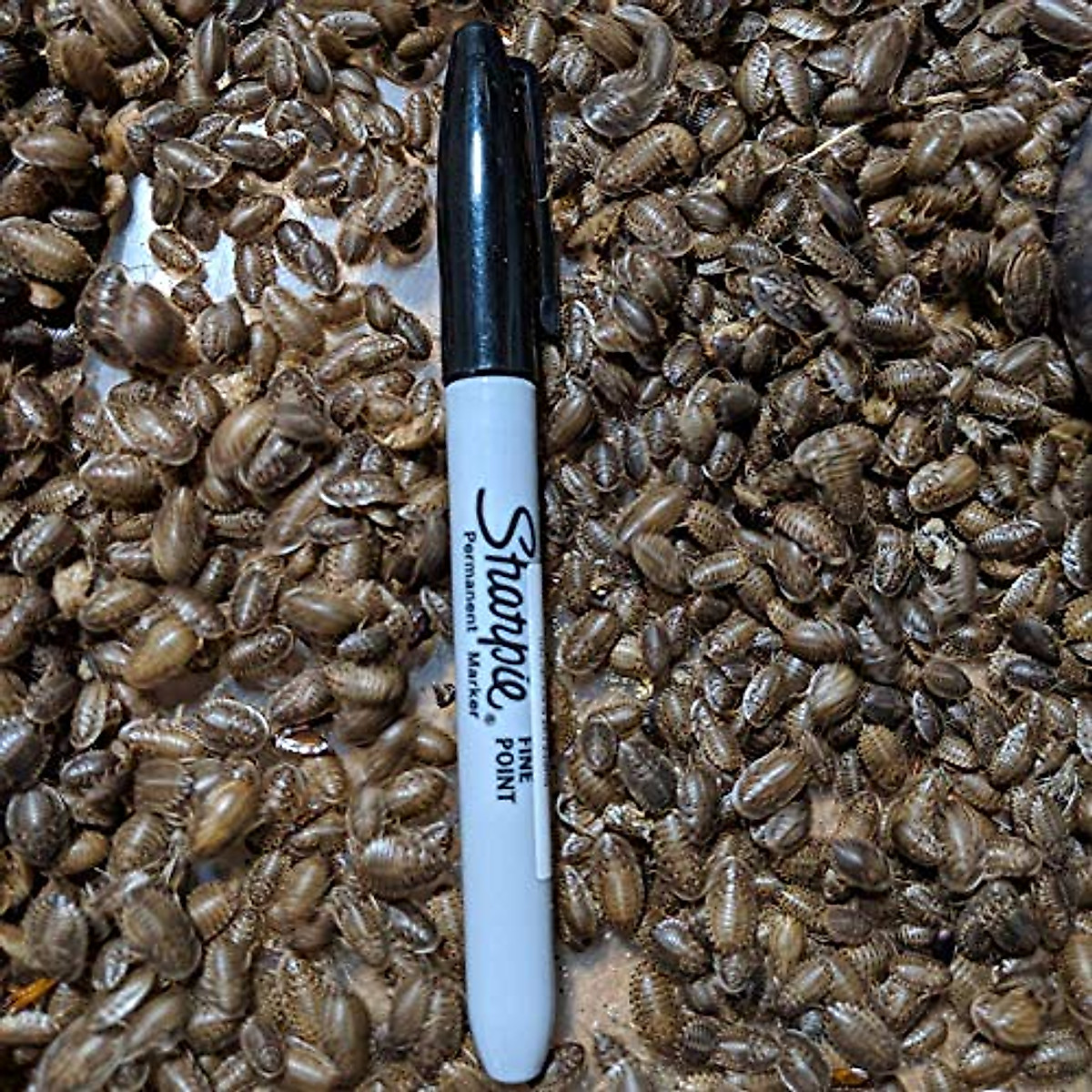 DBDPet Premium Live Dubia Roaches 1,001ct Small (0.25-0.375") - Bearded Dragon, Leopard Gecko, Phelsuma, Chameleon, and Other Small Reptile Food - Includes a Caresheet