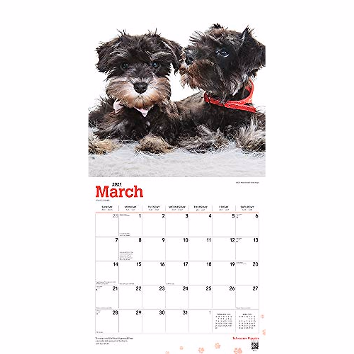 Schnauzer Puppies 2021 Calendar
