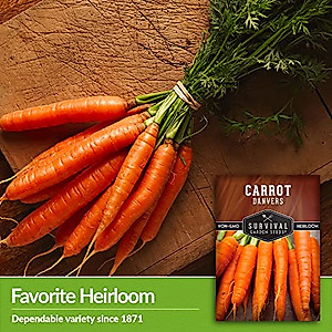 Survival Garden Seeds - Danvers Carrot Seed for Planting - Packet with Instructions to Plant and Grow Long Storing Deep Orange Carrots in Your Home Vegetable Garden - Non-GMO Heirloom Variety
