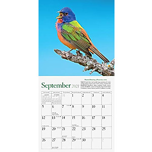 Audubon Songbirds Mini Wall Calendar 2021