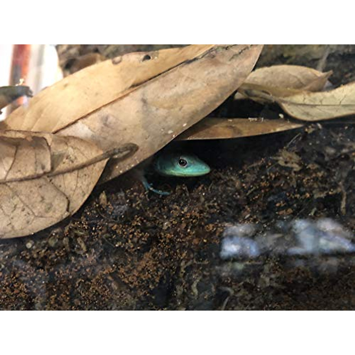 Josh's Frogs BioBedding Tropical Bioactive Substrate (10 quarts)