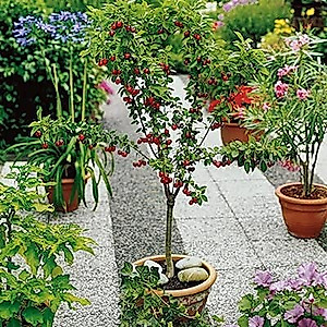 25 Bonsai Dwarf Cherry Tree Seeds | Indoor or Outdoor Fruit Tree | Made in USA, Ships from Iowa