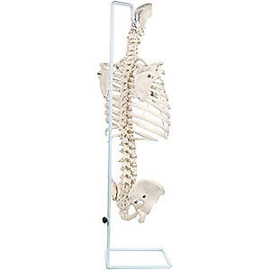 Axis Scientific Human Rib Cage Anatomy Model: Life Size Vertebral Column with Complete Vertebrae, Cast from Real Human Bones, Includes Detailed Study Guide, Base Stand