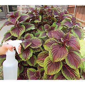 KJS 10 Pieces Trigger Pump Multi-Purpose Mist Stream Sprayer Nozzles Standard Fit 28/400 Black or White (White)