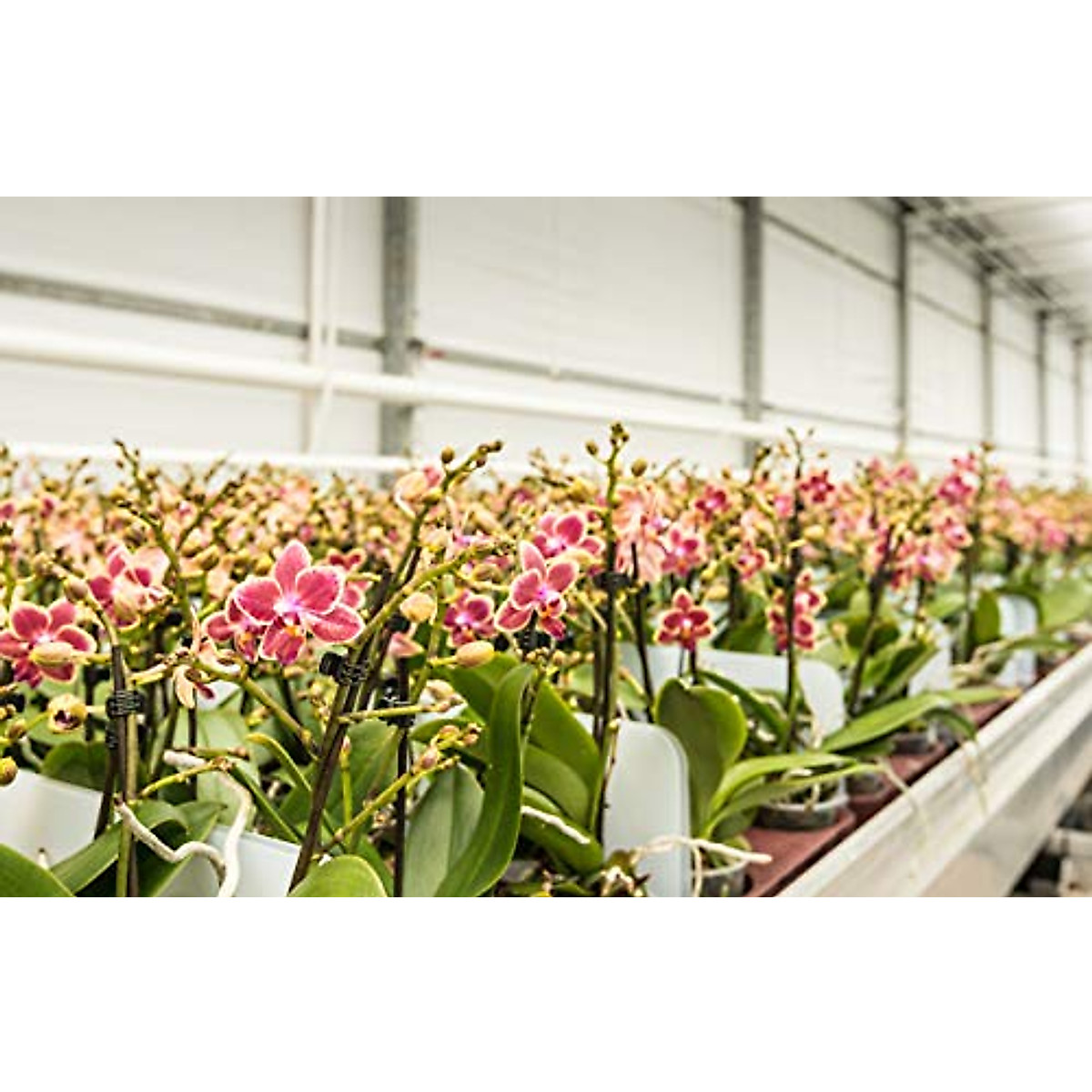 Feit Electric GLP24FS/19W/LED - Grow Light for Indoor Plants and Gardens - Full Spectrum 2ft LED Grow Light with Dual Bulb -24 Inch 19 Watt - Energy Efficient Lamp, Aluminum