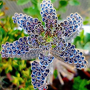QAUZUY GARDEN 25 Seeds Rare Dark Blue Kalanchoe Flaming Katy Seeds Succulent Flower Seed Striking Tropical Exotic Plant for Garden Home Balcony Office Decor