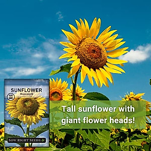 Sow Right Seeds - Mammoth Sunflower Seeds for Planting - Grow Giant Grey Stripe Sun Flowers in Your Garden - Non-GMO Heirloom Seeds with Full Instructions for Planting Bright Sunflowers at Home (3)