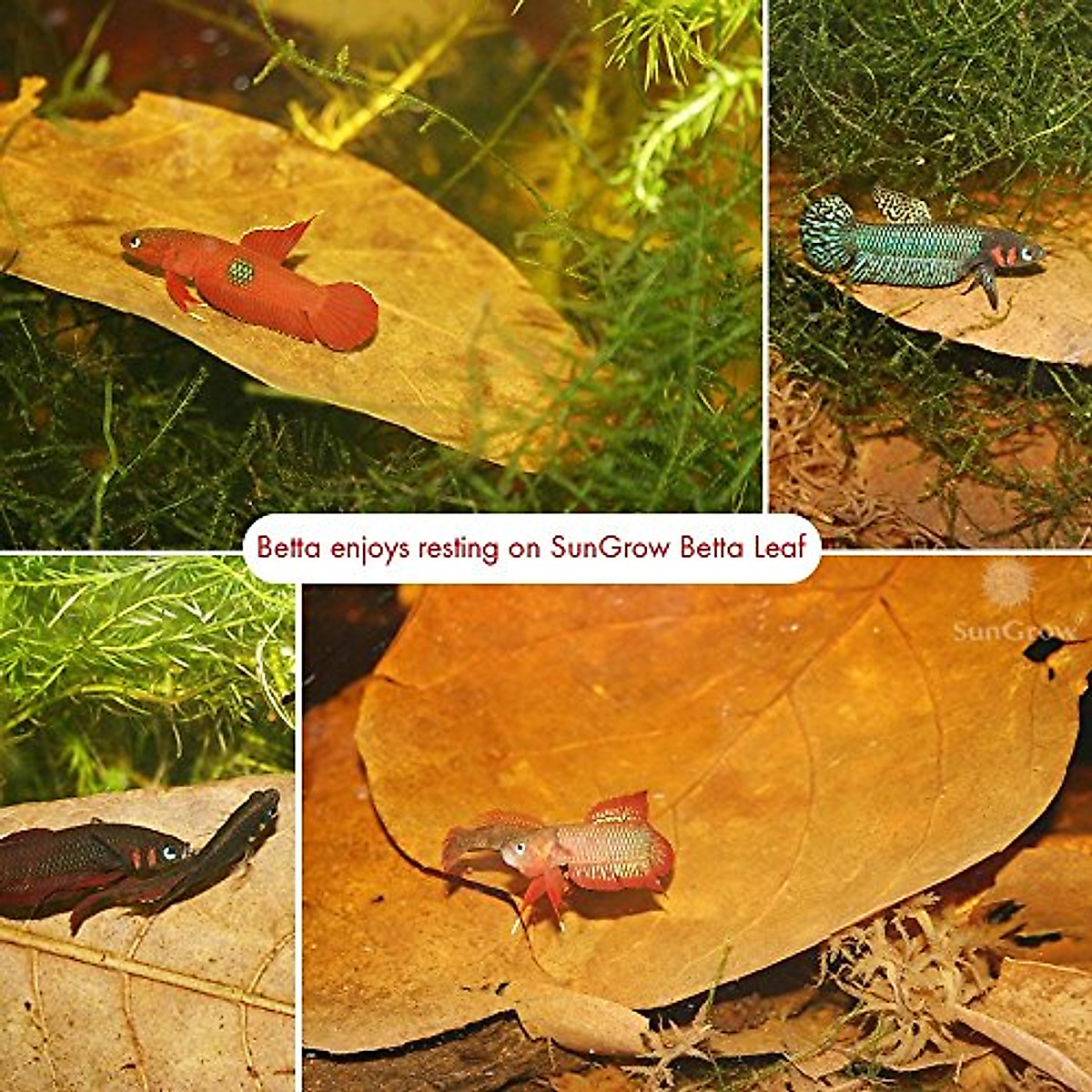 SunGrow Betta Leaves, 8”, 10 Pcs Beneficial Large Catappa Indian Almond Leaves for Overall Development in Fish Tank Aquarium, Water Conditioner Leaves Lower pH