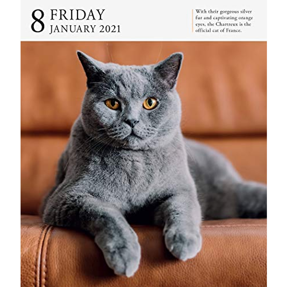 Cat Page-A-Day Gallery Calendar 2021