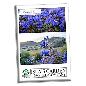 Phacelia "California Bluebell" Flower Seeds for Planting, 1000+ Seeds Per Packet, (Isla's Garden Seeds), Non GMO & Heirloom, Scientific Name: Phacelia campanularia, Great Home Garden Gift