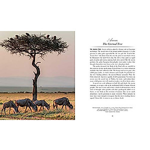 Trees (Gift Edition): Between Earth and Heaven