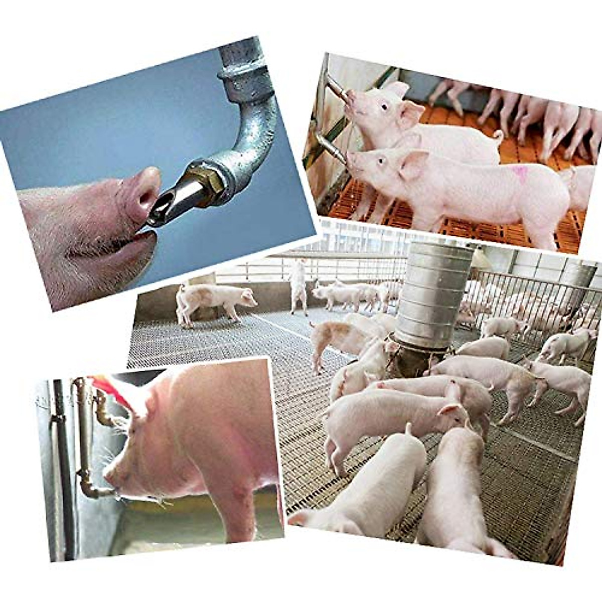 Golden Pearl 5pc 1/2 NPT Stainless Steel Automatic Pig Nipple Water Drinker Feeder Waterer for Piglets