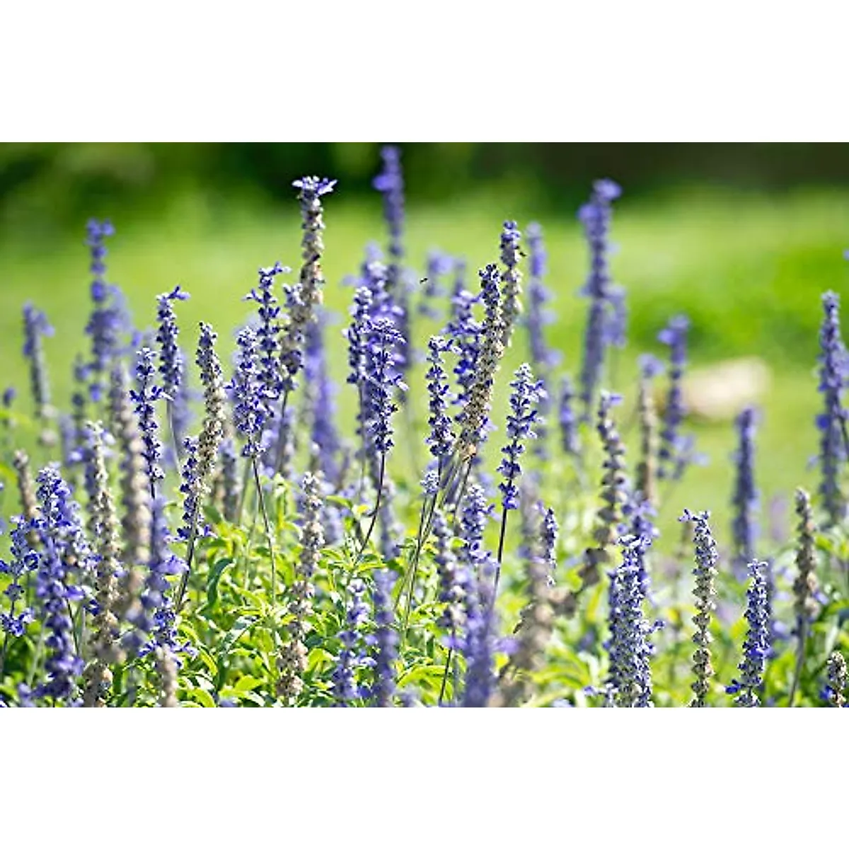 Hyssop Seeds for Planting, 1500+ Seeds Per Packet, (Isla's Garden Seeds), Non GMO & Heirloom Seeds, Botanical Name: Hyssopus officinalis, Fragrant Herb & Flower, Great Home Garden Gift