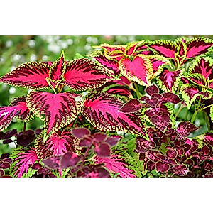 100+ Rare Mixed Coleus Flowers Seeds Rainbow Coleus Wizard Mixed Perennial Foliage Plant