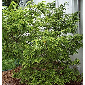 Red Custard Apple Tree (10 Seeds) AKA Bullock's Heart,jamaican Apple ! Rare