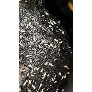 Combo Zebra Isopod, Roly Poly, Armadillidium maculatum, 6+ and 8 oz. Springtail Starter Culture