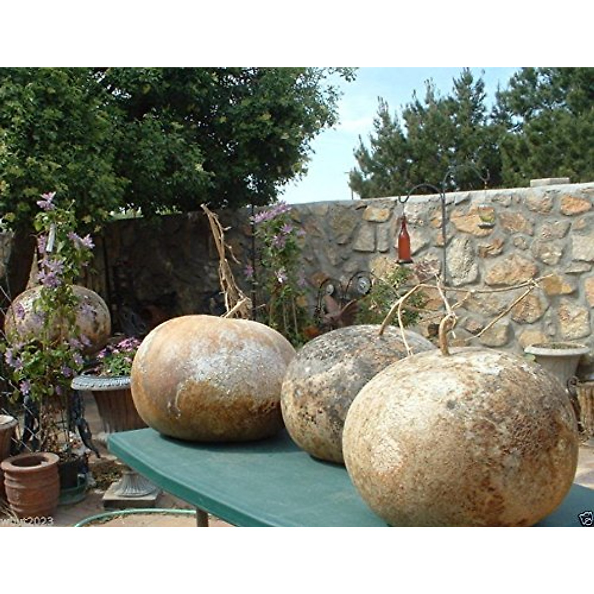 Bushel Basket Gourd Seeds,Fruit up to 100 lb,Make large baskets and decorations.(25 Seeds)