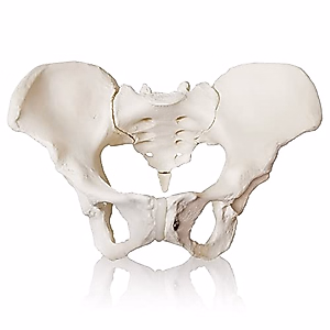2023 New Female Pelvis Model,Life Size Female Pelvic Skeleton Model, Anatomy Medical Model for Science Education, Study of the Anatomical Features