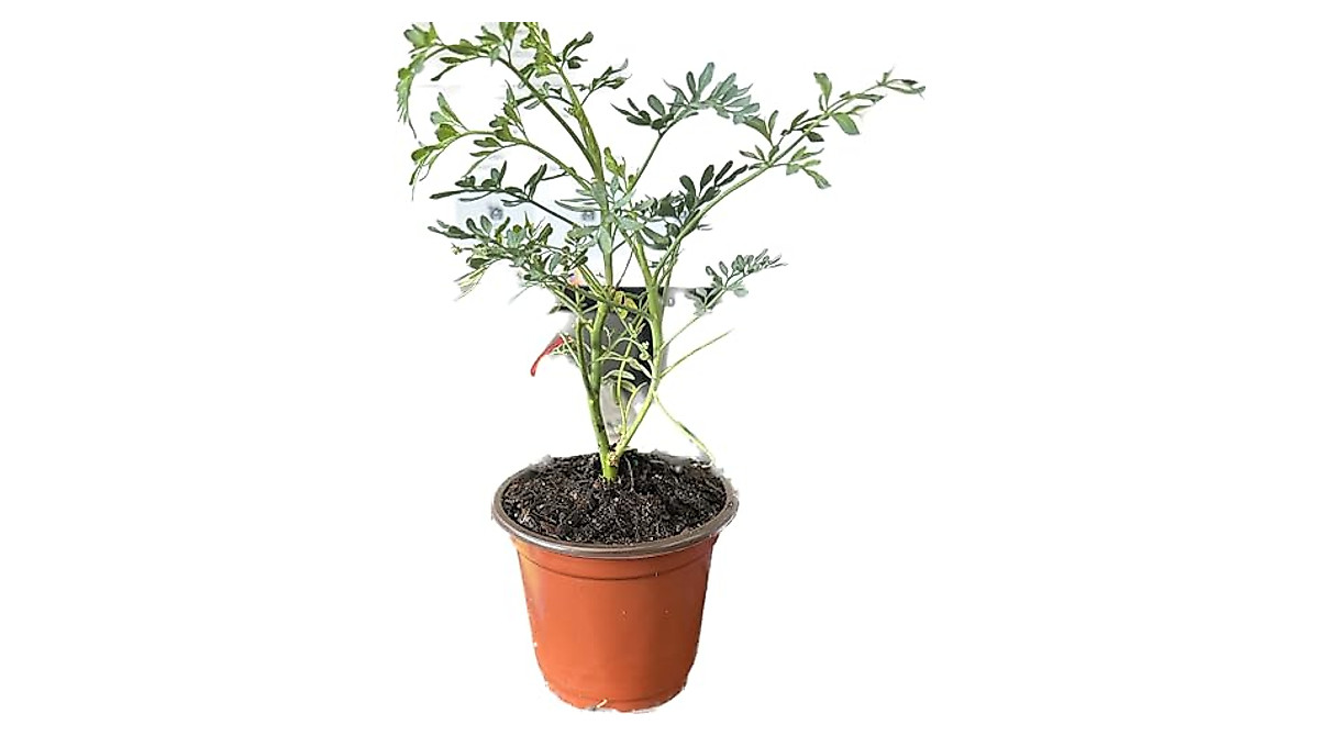 9EzTropical Ruda Plant - Herb of Grace in 3" Pot