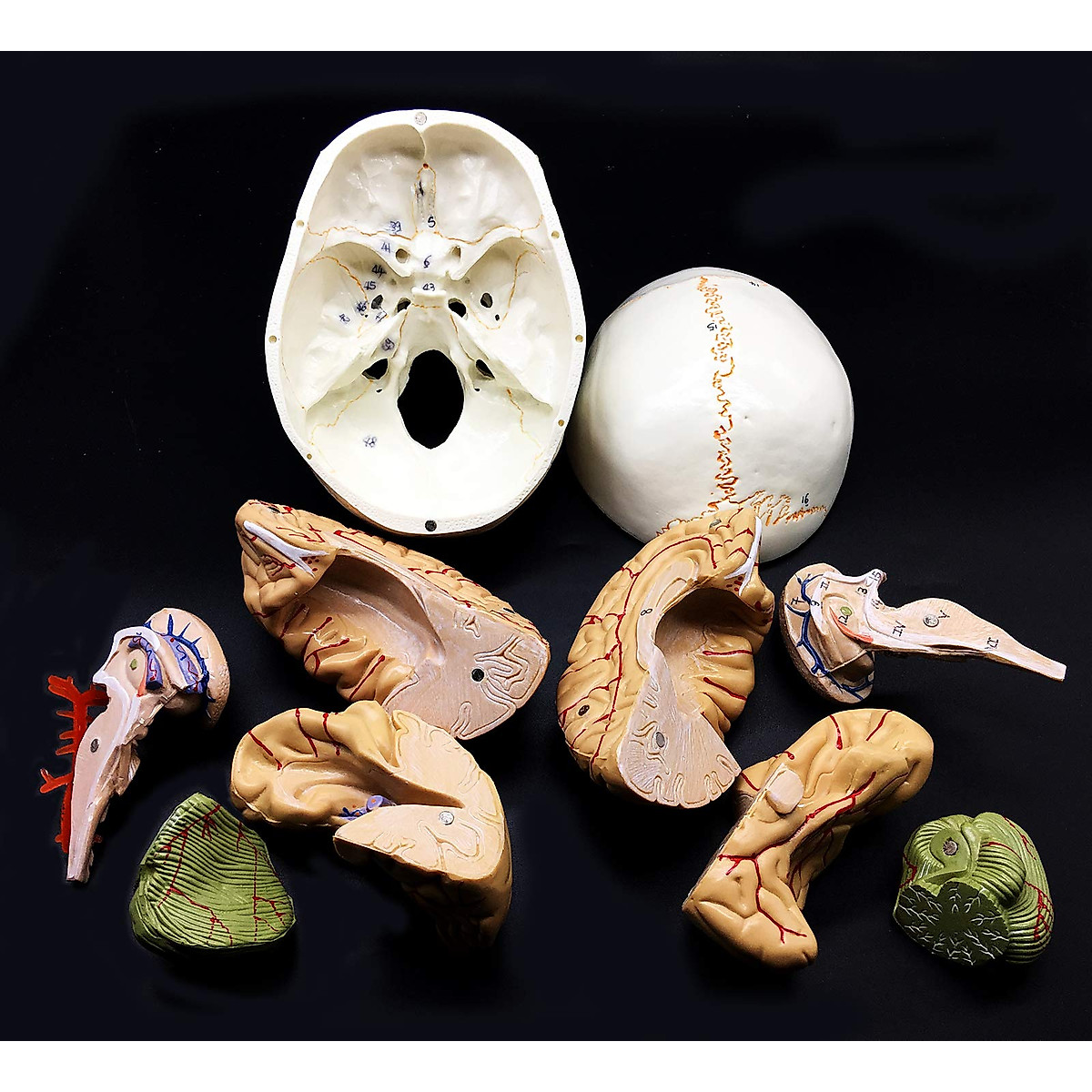 Human Skull with Brain Anatomical Model 8-Part Life-Size Anatomy for Science Classroom Study Display Teaching Medical Model