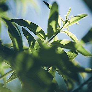 L'Occitane Citrus Verbena Shower Gel, 8.4 Fl. Oz.