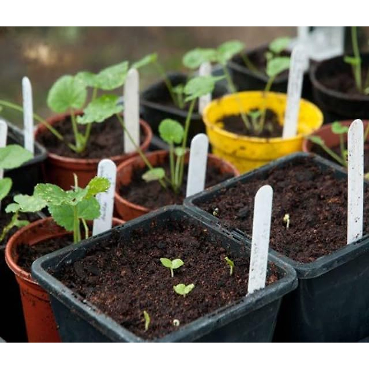 350+ Hollyhock Flower Seeds - Non GMO Carnival Mix Giant Mallow Double Hollyhock Seeds - Home Garden Flower Perennial