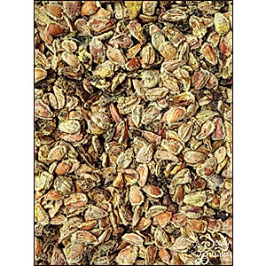 Dovyalis caffra (Kei Apple Tree) - 25 Seeds