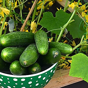 Purely Organic Products Purely Organic Heirloom Cucumber Seeds (Marketmore 76) - Approx 140 Seeds - Certified Organic, Non-GMO, Open Pollinated, Heirloom, USA Origin