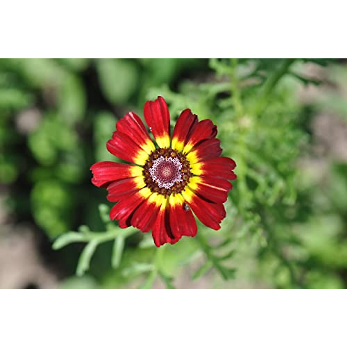 Painted Daisy Seeds for Planting Outdoors, 2.5 Grams of Flower Seeds, Chrysanthemum Carinatum, Tricolor Daisy