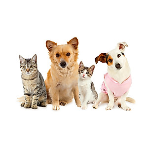 Vitamins for Dogs Joints - Ultra Vitamins for Pets - Dogs and Cats - Powerful Minerals - Dog Vitamin e Supplement - 2 Bottle (180 Chews)