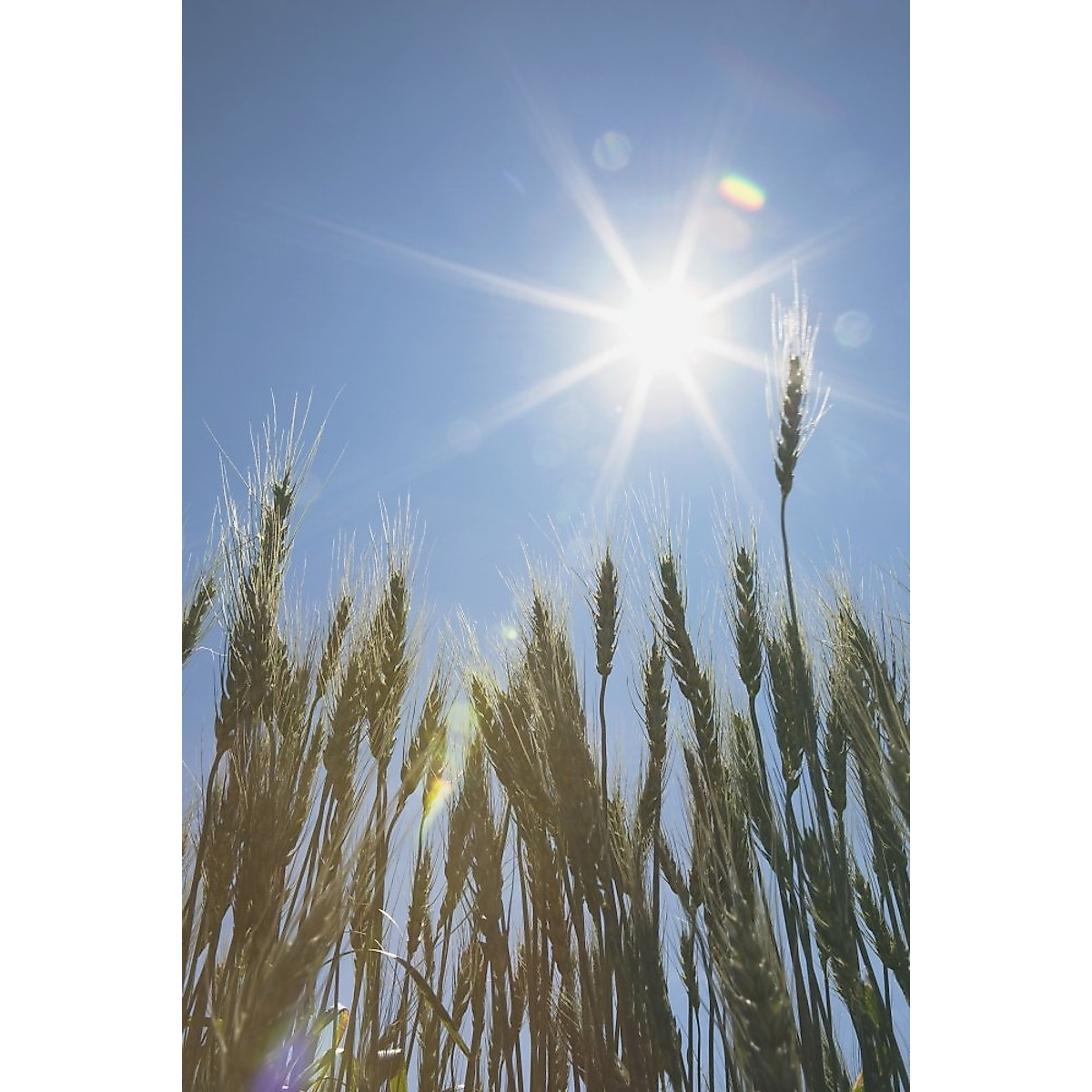Posterazzi Green Wheat Field Central Alberta Canada Poster Print, (12 x 19)