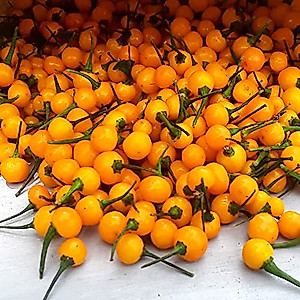 Jesseniaagne 50 Seeds Rare Aji Charapita Peppers Garden Fresh Vegetables Healthy Planting