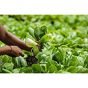 Pak Choi Cabbage Seeds for Planting, 500+ Heirloom Seeds Per Packet, (Isla's Garden Seeds), Non GMO Seeds, Botanical Name: Brassica rapa subsp. chinensi, Great Home Garden Gift