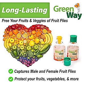 Greenway Traps Fruit Fly Trap (24 Traps) - Indoor and Kitchen Fruit Fly Trap - Eliminates Fruit Fly Infestations - Eliminate Adult Fruit Flies