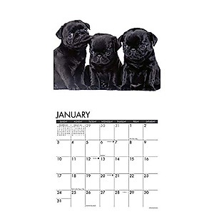 Just Pug Puppies 2021 Wall Calendar (Dog Breed Calendar)