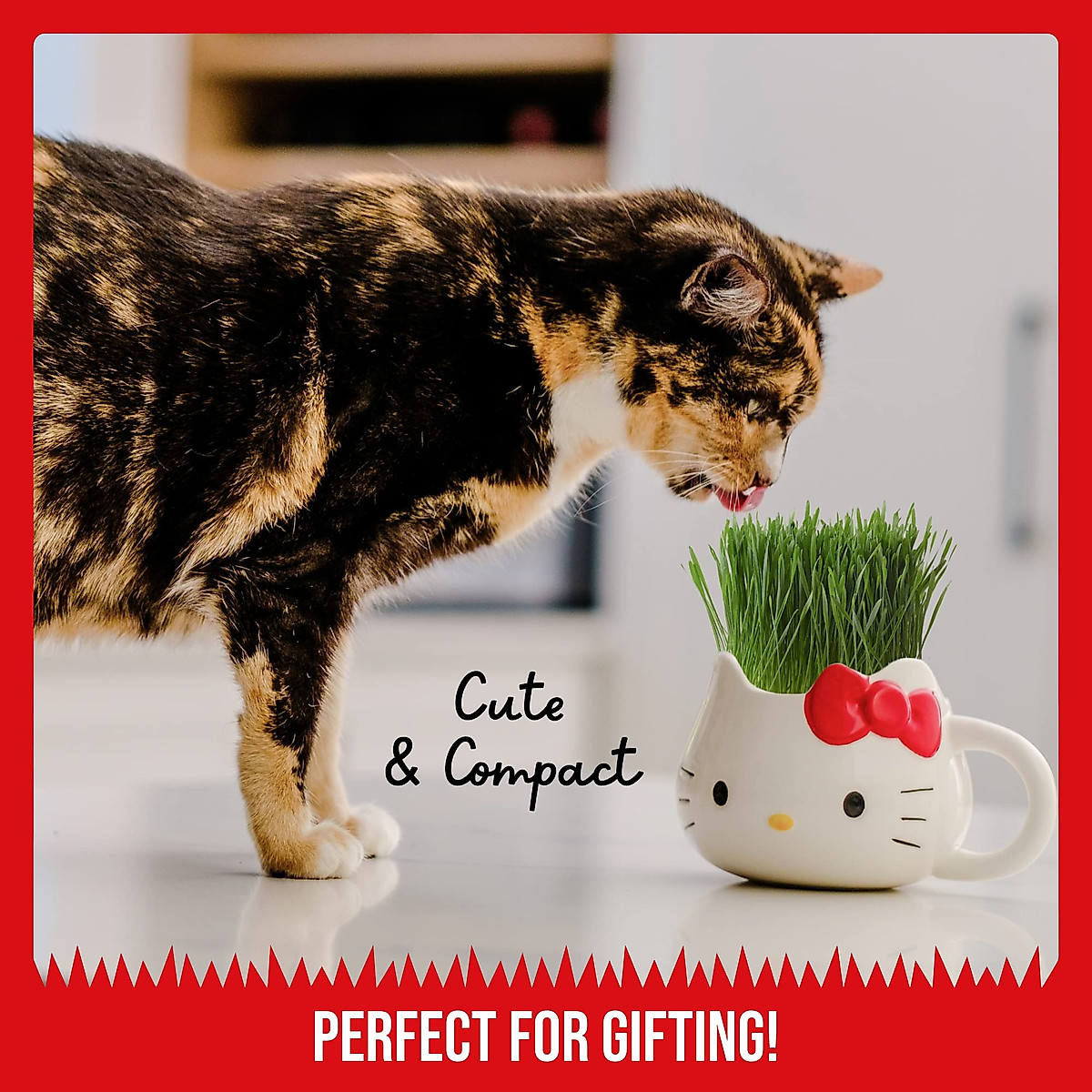 The Cat Ladies Hello Kitty Organic Cat Grass Growing kit with Organic Seed Mix, Soil and Hello Kitty Planter. Natural Hairball Control and Digestive Remedy,Cat Gifts