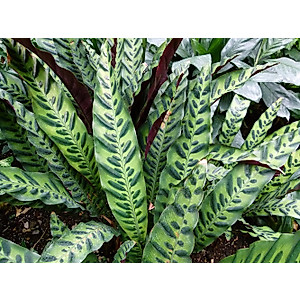 Rattlesnake Plant - Calathea lancifolia - Easy House Plant - 4" Pot