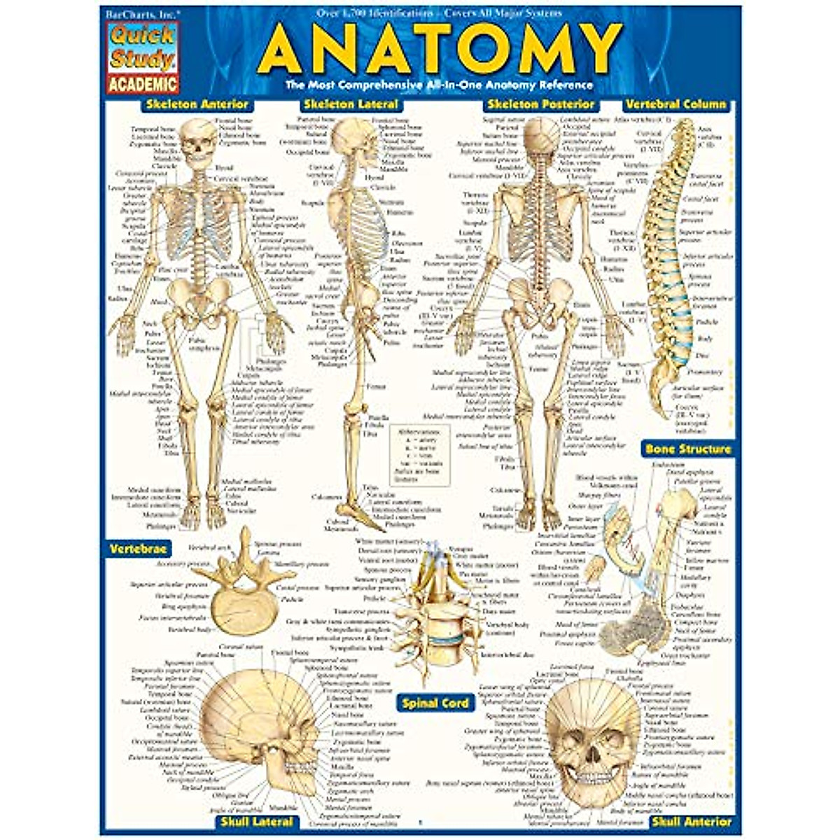 Anatomy - Reference Guide (8.5 x 11): a QuickStudy reference tool (Quickstudy Academic)