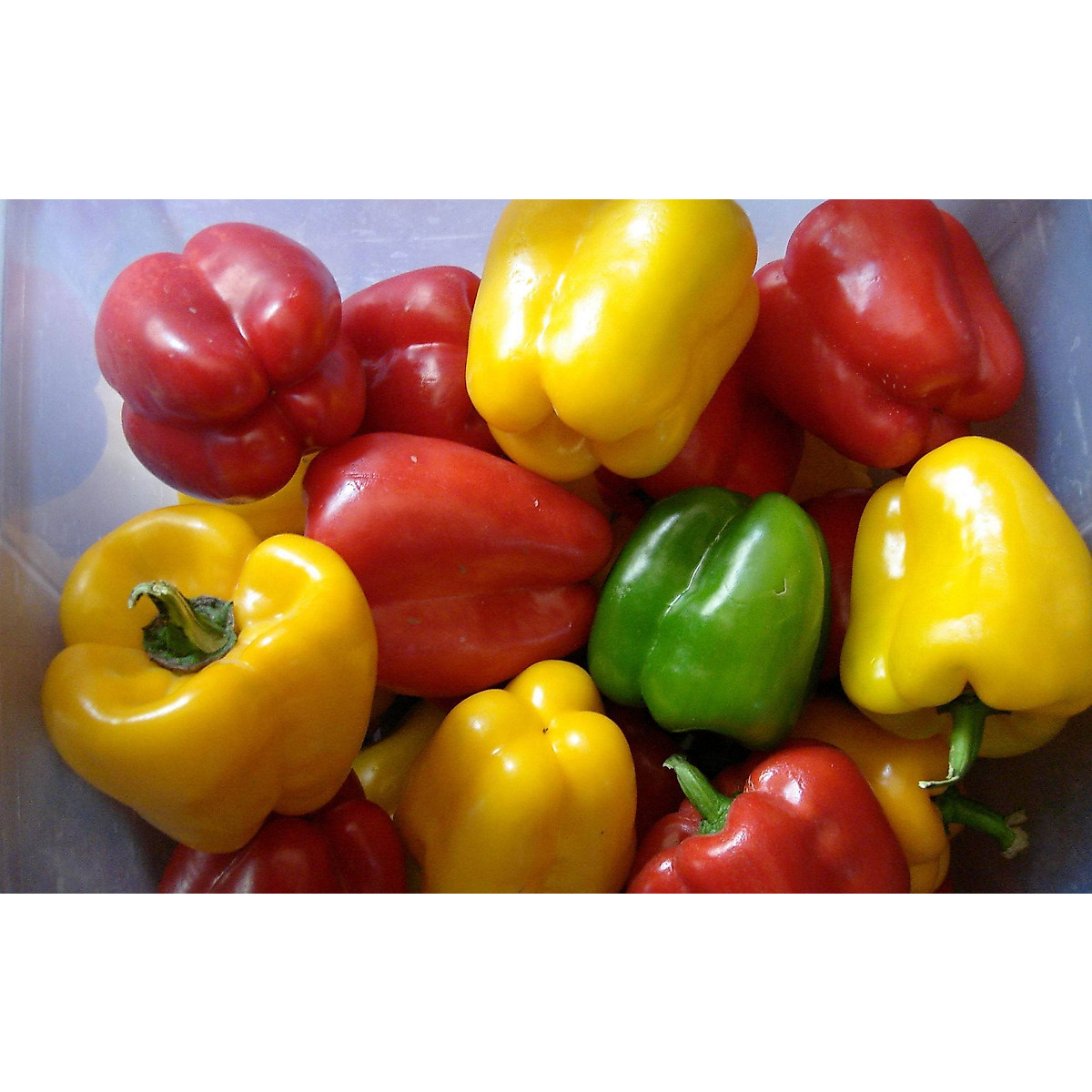 NIKA SEEDS - Seeds Vegetable Sweet Bell Pepper Rainbow Mix - 30 Seeds