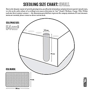 Coast Redwood | Small Tree Seedling | The Jonsteen Company