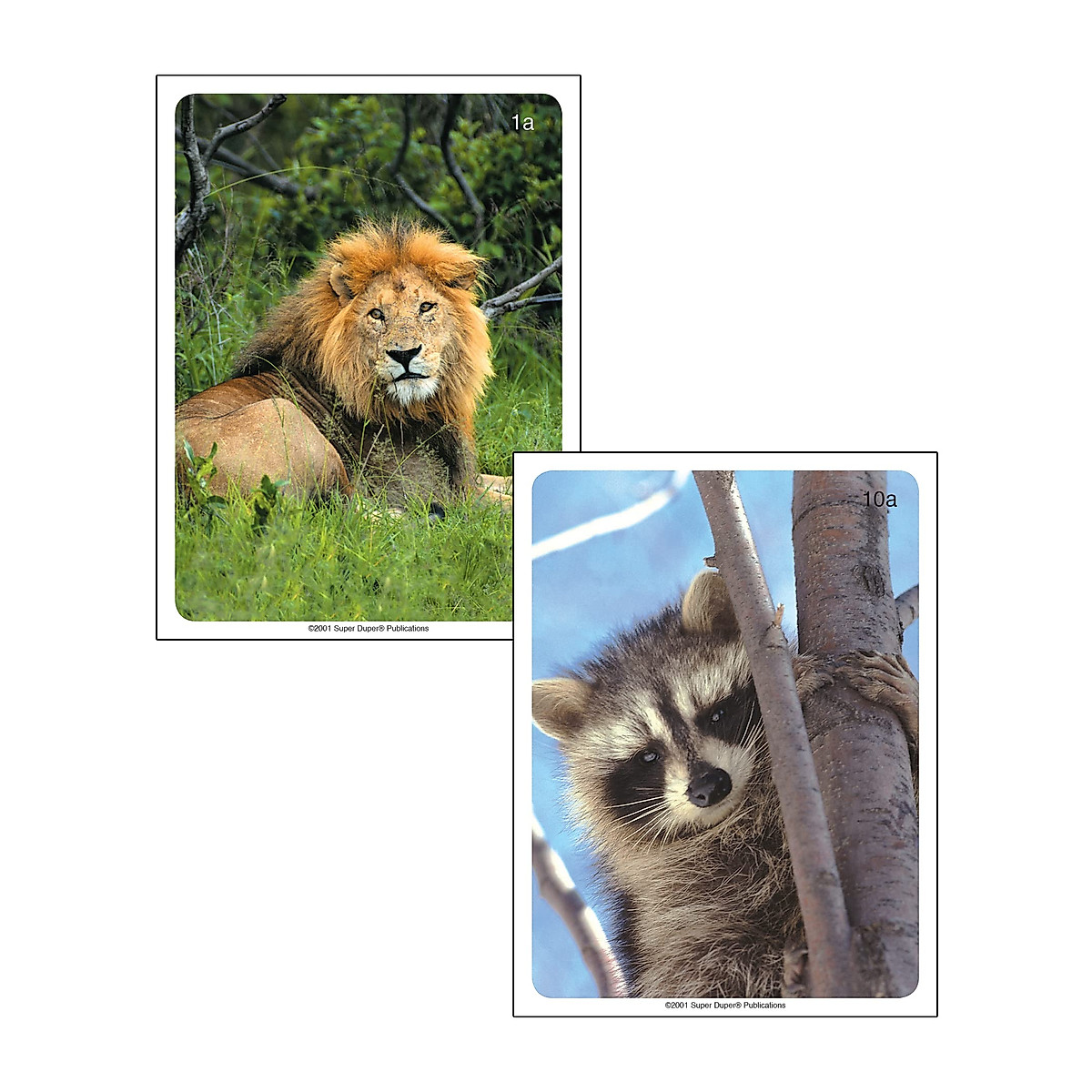 Super Duper Publications | Webber® Animals Photo Card Deck | Educational Learning Resource for Children