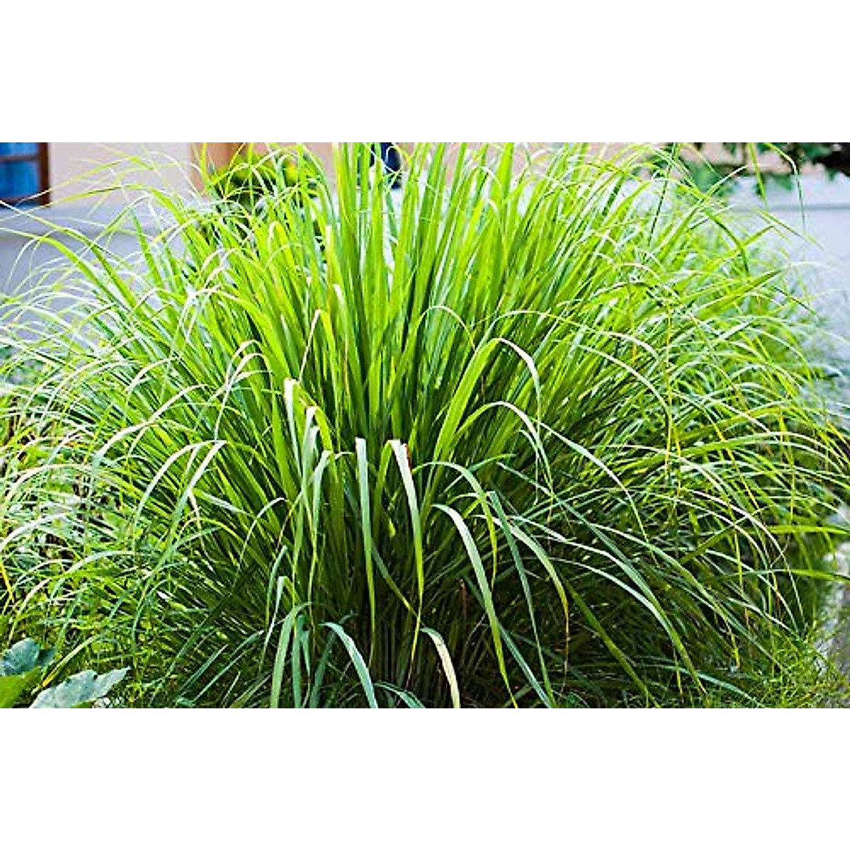 4 Lemongrass Plants Well Rooted, Live Lemongrass for Planting 5 to 7 Inch