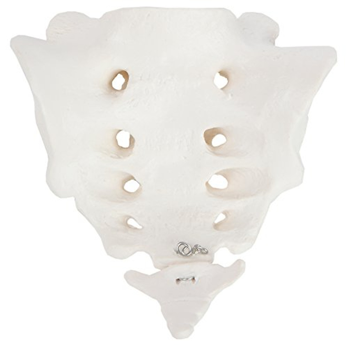 Axis Scientific Human Sacrum Bone Model | Cast from a Real Human Sacrum Bone Specimen | Coccyx Has Natural Mobilty | Includes Product Manual